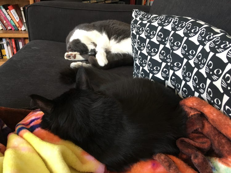 How to Introduce Two Cats. Cats are territorial. And they thrive… | by ...