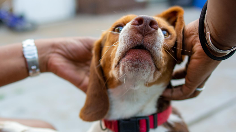 The Top 10 Must-Know Dog Care Tips for Every Pet Parent | by Freeda ...