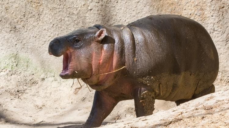 Moo Deng September 18, 2024 Moo Deng: The Adorable Pygmy Hippo’s ...