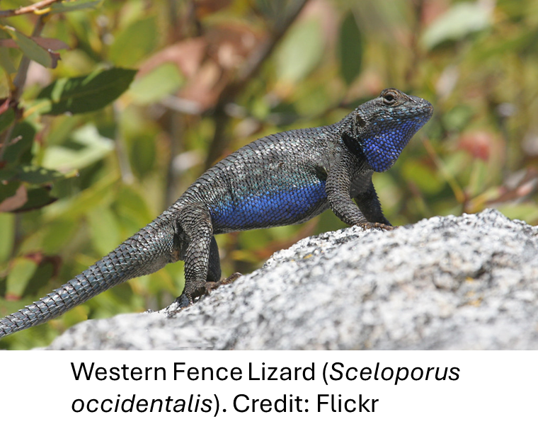 City Sprints: Urbanization versus Western Fence Lizards | by CSUSB ...