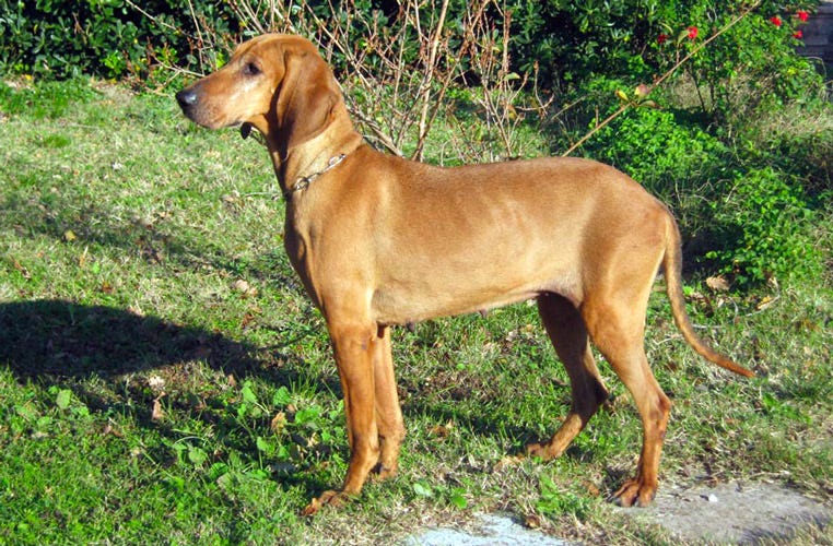 Segugio Italiano vs. Other Hunting Dogs Comparison | by Nikola Brian ...