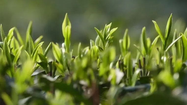 What are the Advantages of Organic Green Tea Over Ordinary Green Tea ...