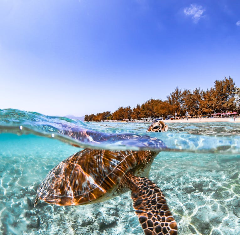 How Do Tour Guides Ensure the Safety of Turtles on Gold Coast Tours ...