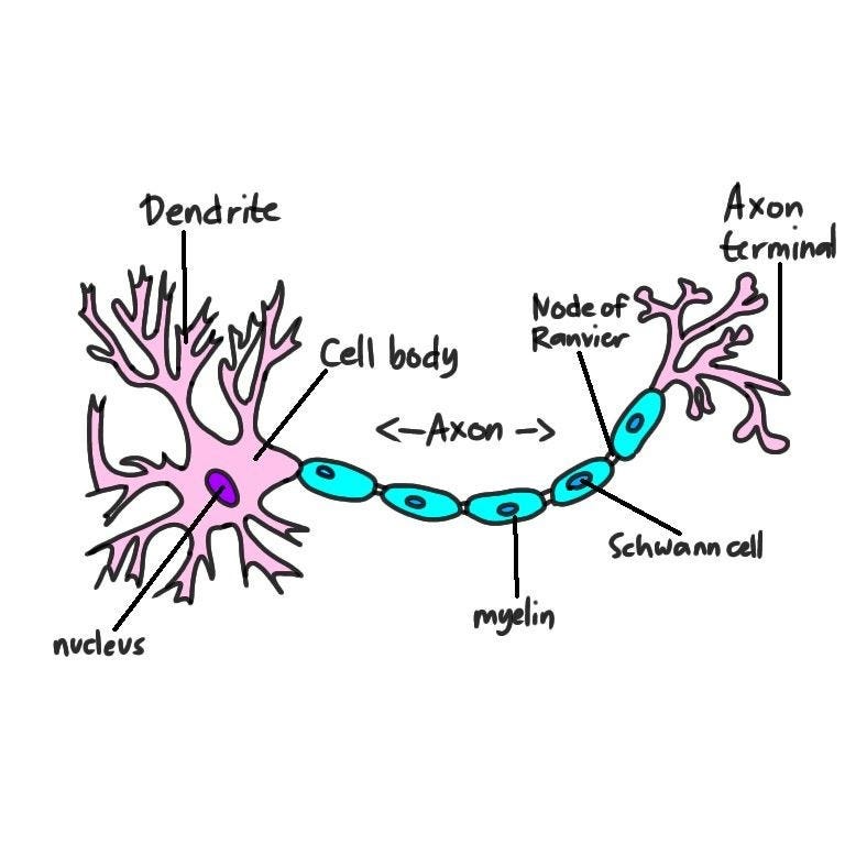 McCulloch Pitts Neuron. The McCulloch-Pitts neuron, also known… | by ...