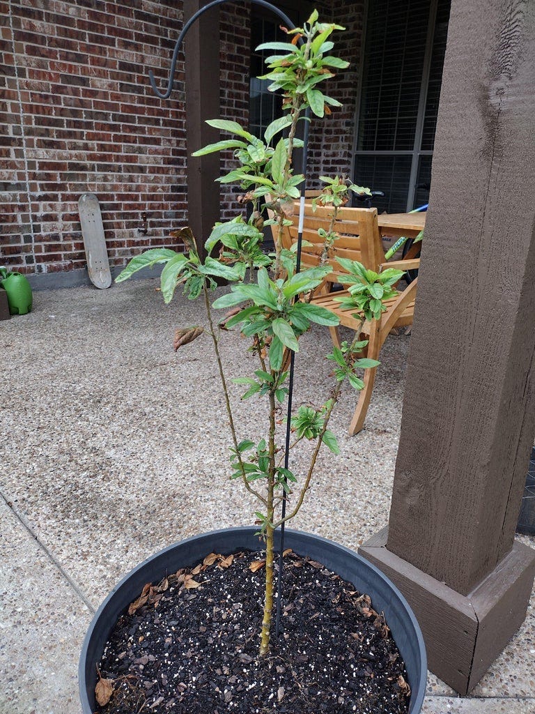 Monitoring a Plant Using PubSub+, Raspberry Pi and Flutter | by Khajan Singh | Medium