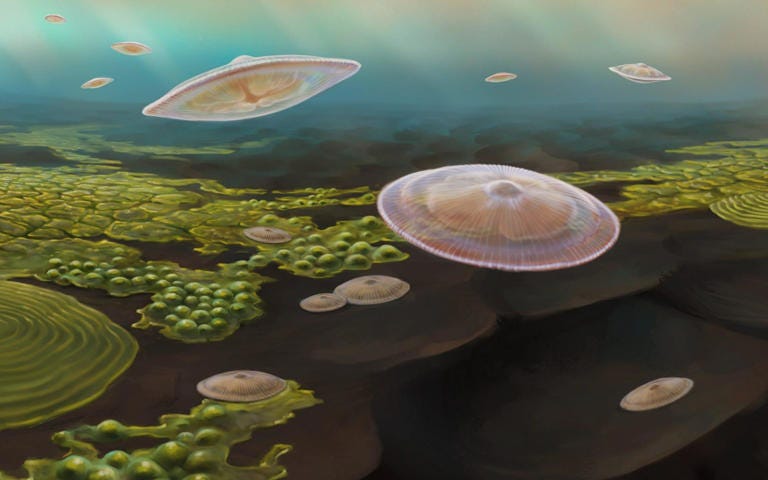 New Fossil Discoveries Suggest Earlier Emergence of Complex Life | by ...