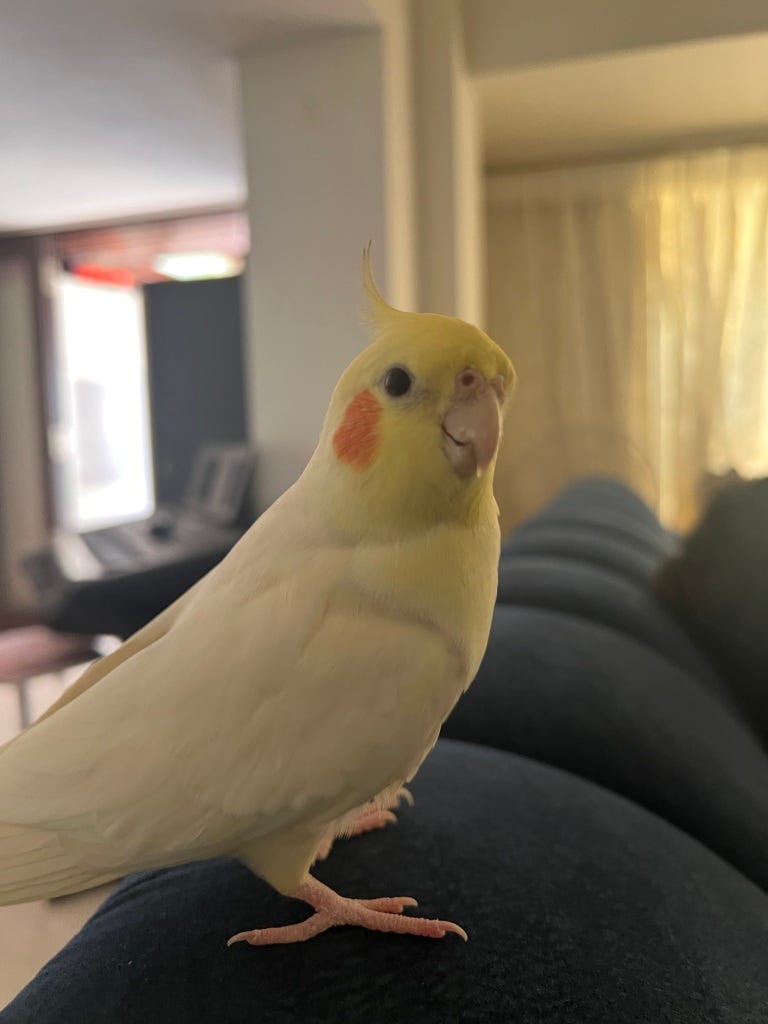 Miraculous Reunion |Wings of Joy: Life Lessons from Our Pet Bird Coco ...