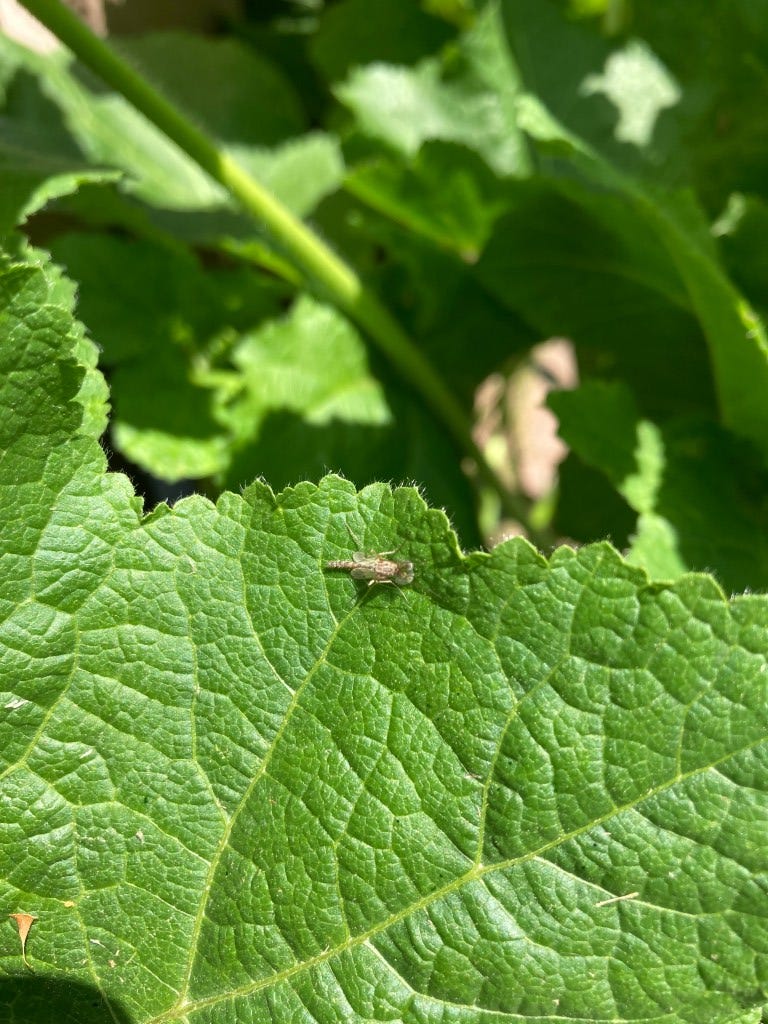 LAKE ERIE MIDGES: LITTLE VISITORS ON THE MOVE AND MAKING NEWS! | by ...