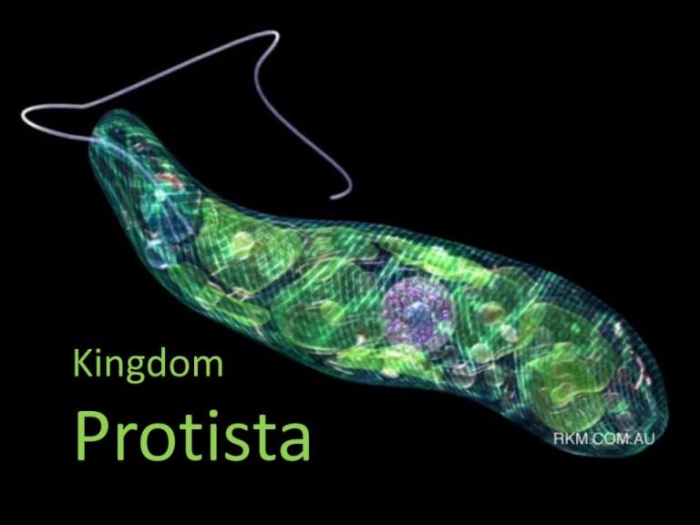 Taxonomy chapter 2 | Protista. Lanjutan dari Kingdom Monera adalah ...