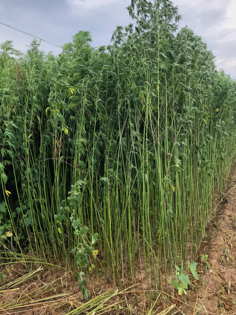 The Incredible Health Benefits of Hemp Seeds: A Nutritional Powerhouse | by Danielle LaFaver ...