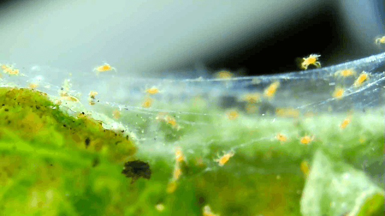 A “Mitey” Problem in the Garden. Spider Mites Love Dirty Plants | by ...