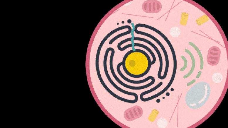 Scientists utilize human protein to deliver cellular medicine | by ...