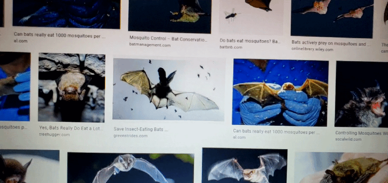 Giant GMO bats released to kill mosquitos. | by Sexy Hermit | The ...