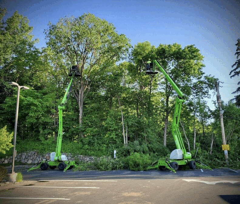 Amazing Tree Service — Professional Tree Care - Easy tree service - Medium