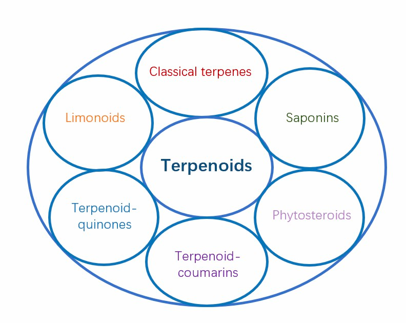 Terpenoids: The Aromatic Powerhouses of Nature | by Bud & Tender® | Medium