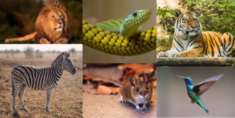 Deep learning: ResNet18 model for animals classification | by yvch1n9 ...