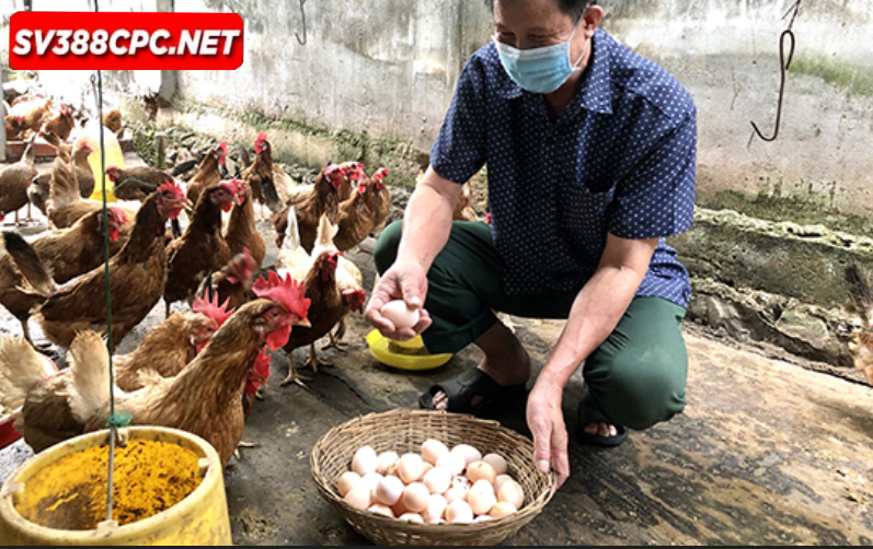 Mo Hinh Nuoi Ga Lay Trung. Nuôi gà lấy trứng là một việc làm rất… | by ...