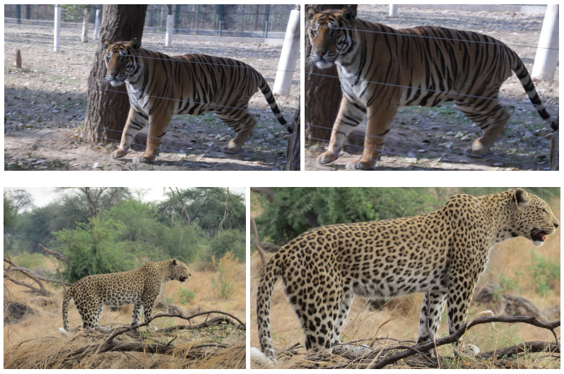 Preserving the Apex: Enhancing Tiger Conservation with Deep Learning ...