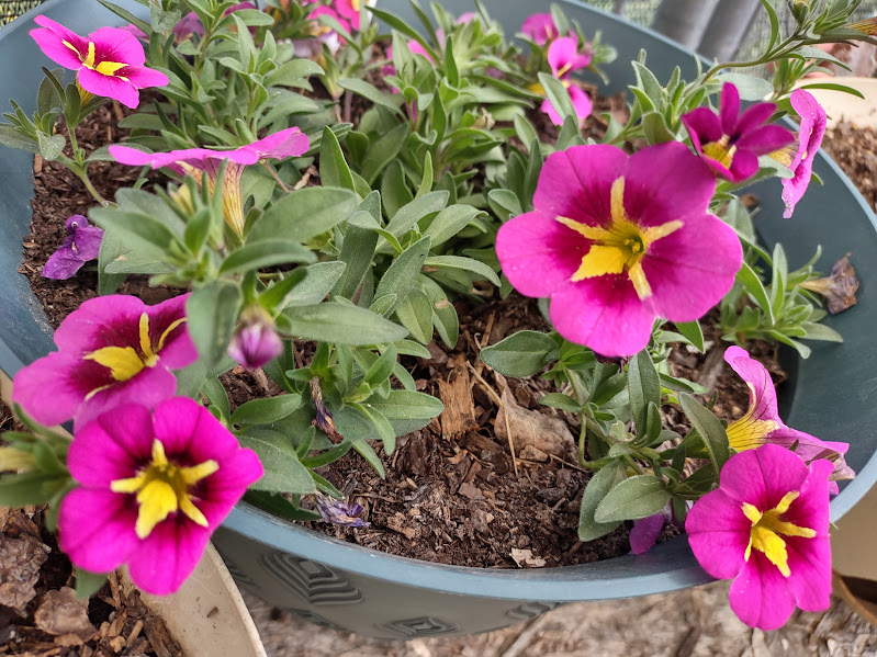 Within my Garden Gate. A poem | by Karen Patterson- Dare to Dream ...