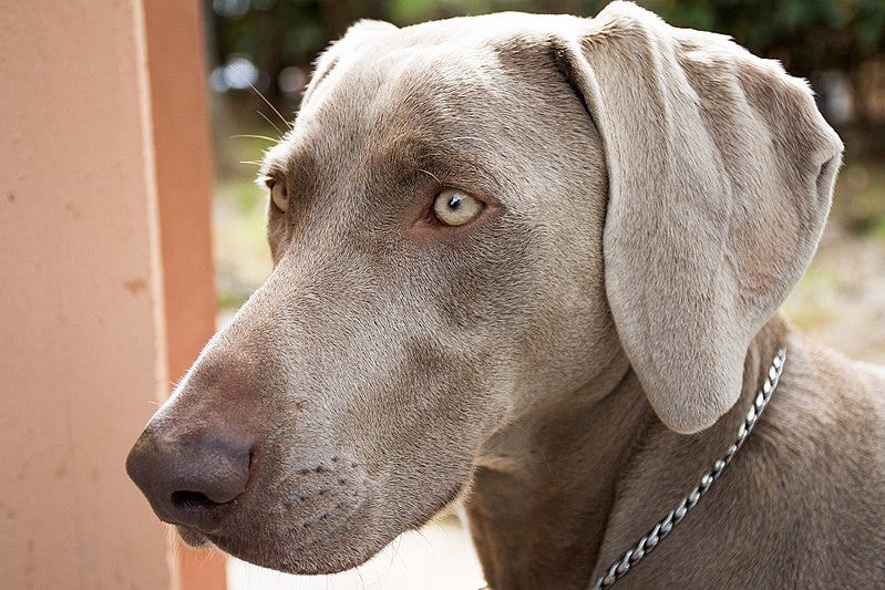 Lead Us Not: A Story. Mrs Perkins’s instructions must be… | by John ...