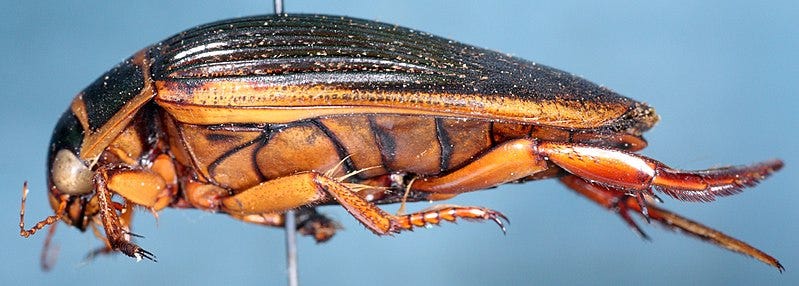 Great Diving Beetle. A small monster of the garden pond | by John ...