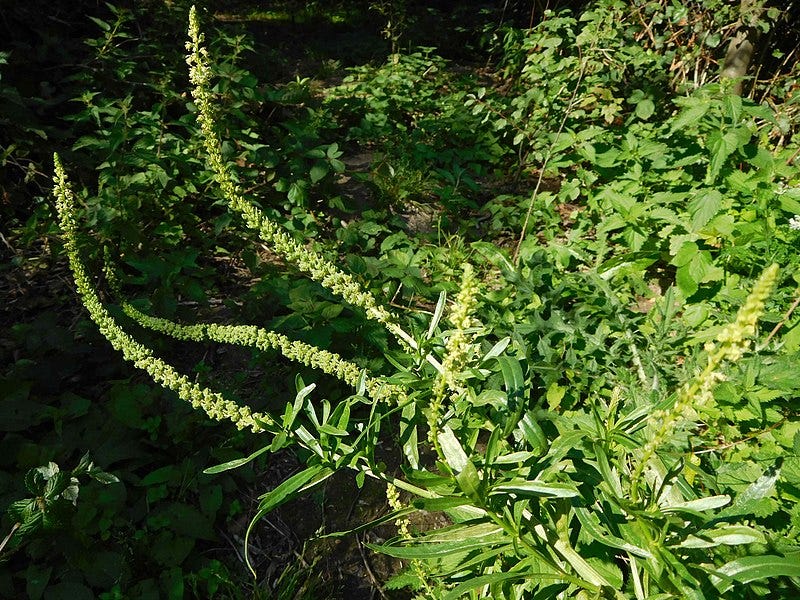Weld. This plant was once harvested to… | by John Welford | Medium
