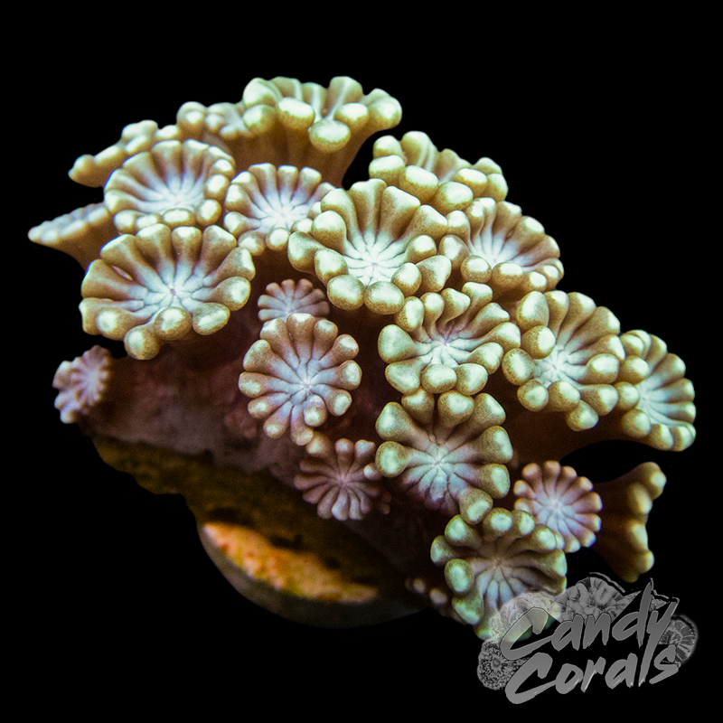 Exploring the World of Coral Frags: A Guide to Finding the Best Picks ...