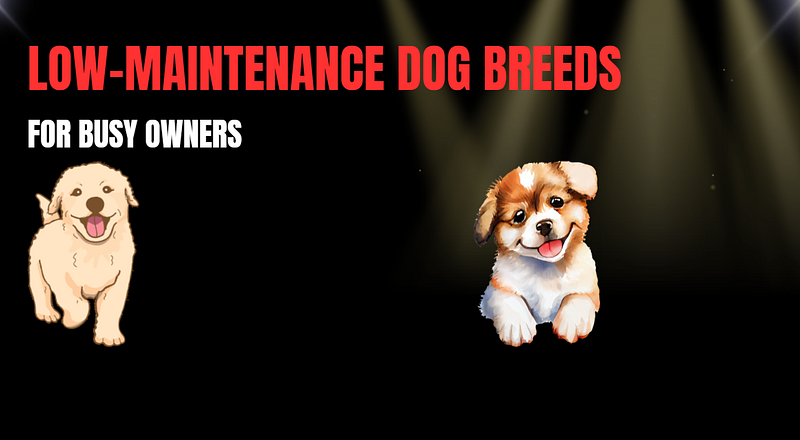 Low-Maintenance Dog Breeds for Busy Owners | by Jacob Jeffrey | Oct ...