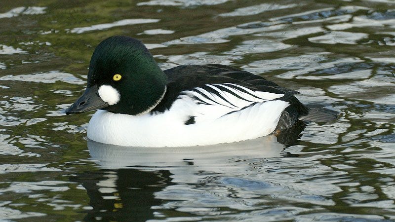 Goldeneye. A duck that inspired the name of Ian… | by John Welford ...