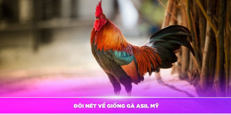 Gà Asil Mỹ — Tìm Hiểu Chi Tiết Về Giống Gà Đặc Biệt Này | by Hi88 | Medium