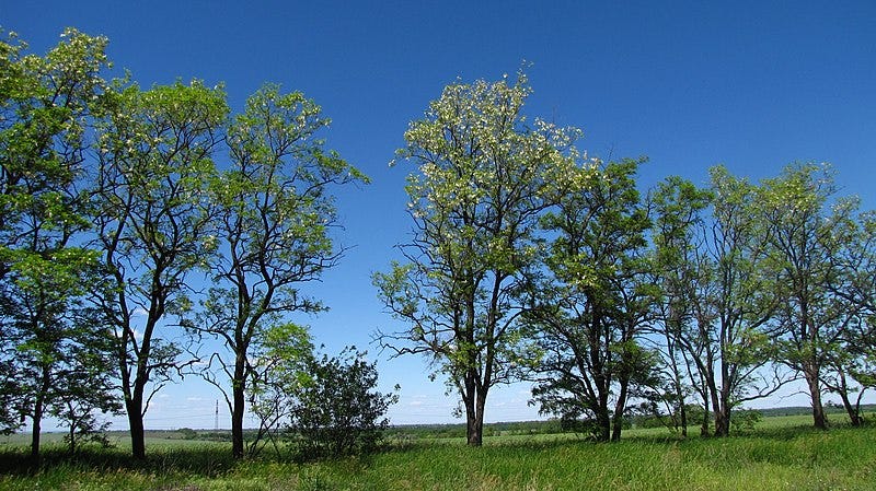Locust Tree. Nothing to do with locusts or John the… | by John Welford ...