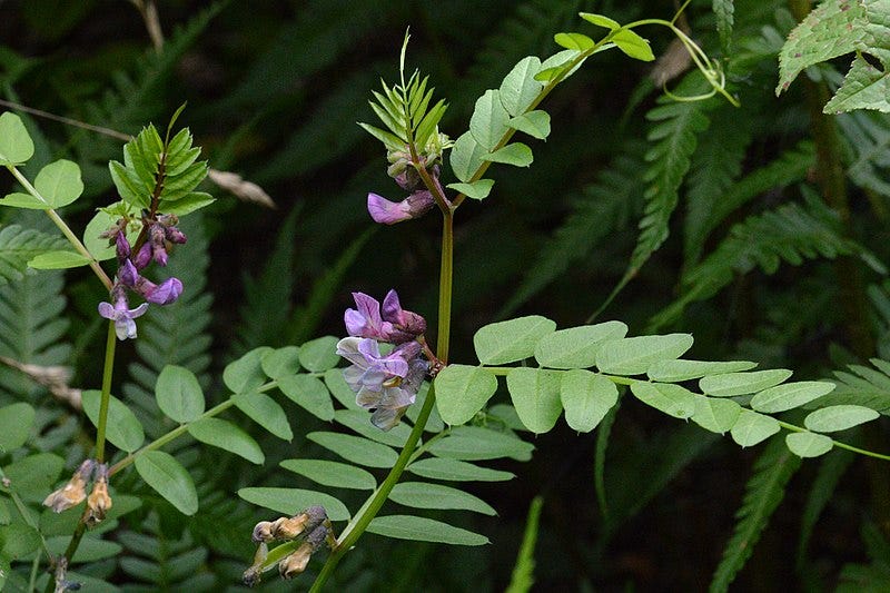 Bush Vetch. A common plant of grassy places that is… | by John Welford ...