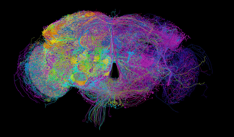 Connectomics: Connecting Together a Map of the Brain | by Sarah N. | Predict | Medium