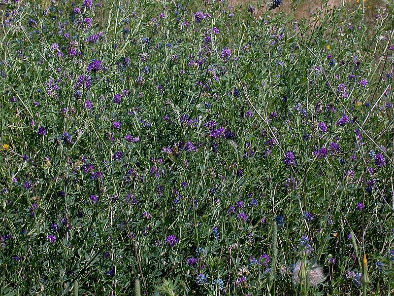 Lucerne. Otherwise known as alfalfa, this plant… | by John Welford | Medium