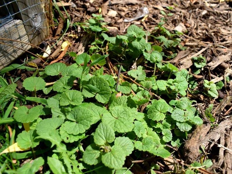 Ranking Common Garden Weeds from Worst to Least Worst. | by Ontario ...