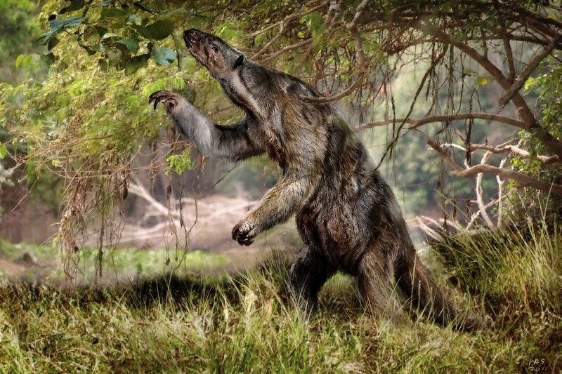 The Sloth Bones That Shatter History: Proof Humans Lived in South ...