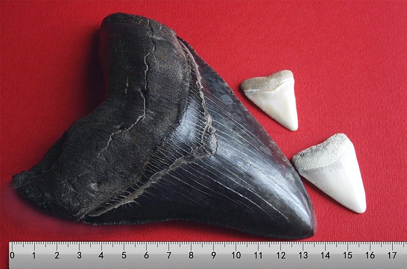 Was Megalodon the Top of the Prehistoric Food Chain? | by Gunnar De ...