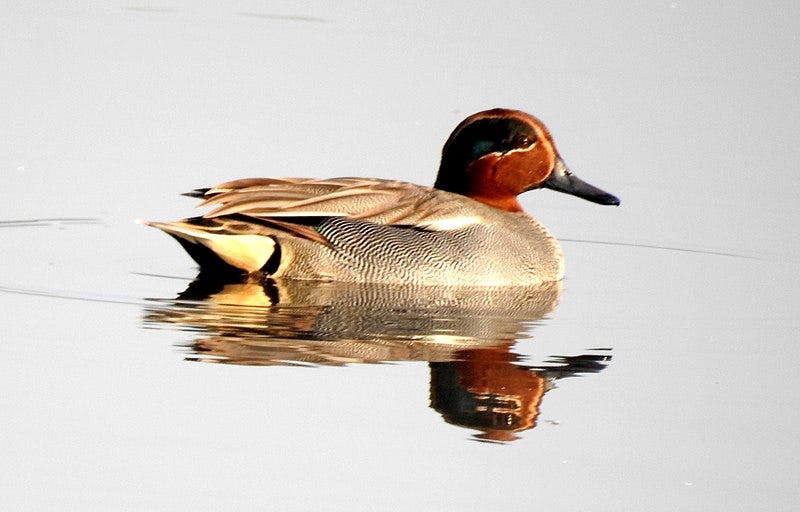 Teal. A small, agile duck | by John Welford | Gardening, Birding, and ...