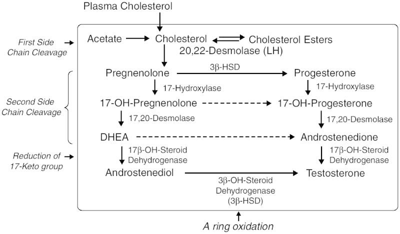 Mechanism of Action of Testosterone & the Clinical Significance | by ...