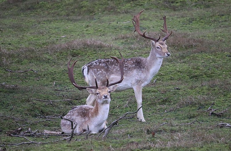 The Antler Cycle of the Fallow Deer | by John Welford | Medium