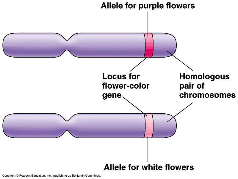 Whats an Allele ?!. We have all come across this term while… | by ...