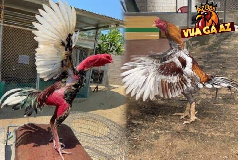 Cach nhan biet ga da hay qua ngoai hinh tinh cach va loi da 2024 | by ...