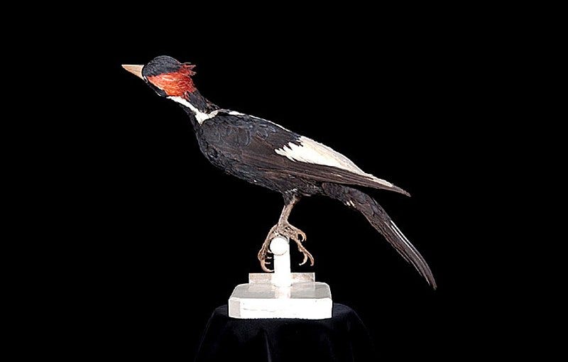 The ivory-billed woodpecker: The world’s most controversial extinct ...