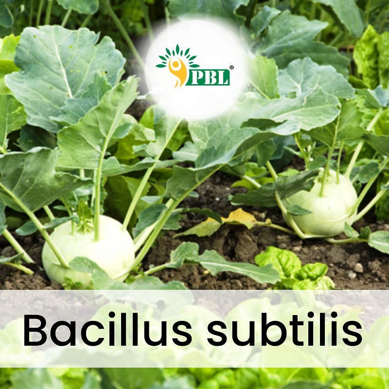 Bacillus Subtilis Biofungicide. Description: Bacillus subtilis | by ...