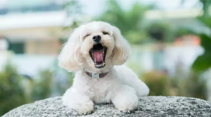 The Ultimate Shih-Poo Guide: From Roots to Care Tips and FAQs | by ...