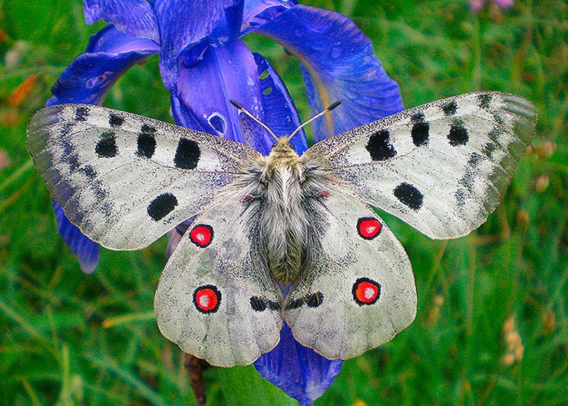 Apollo Butterfly. An endangered European species with an… | by John ...