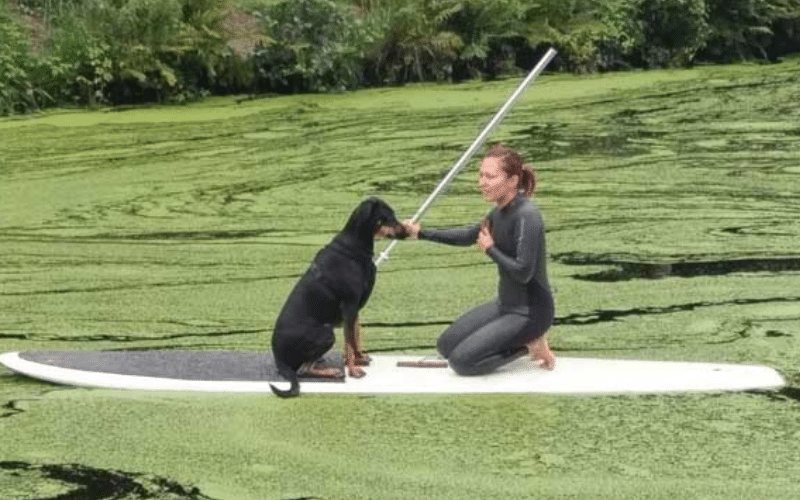 5 Best Paddle Boards for Dogs in UK | by Max Kuch | Medium