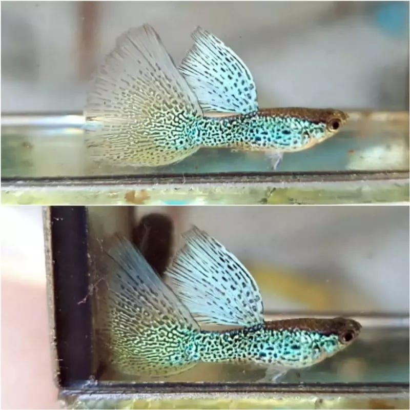 Dive into the World of Blue Lace Guppies: Nature’s Aquatic Masterpiece ...