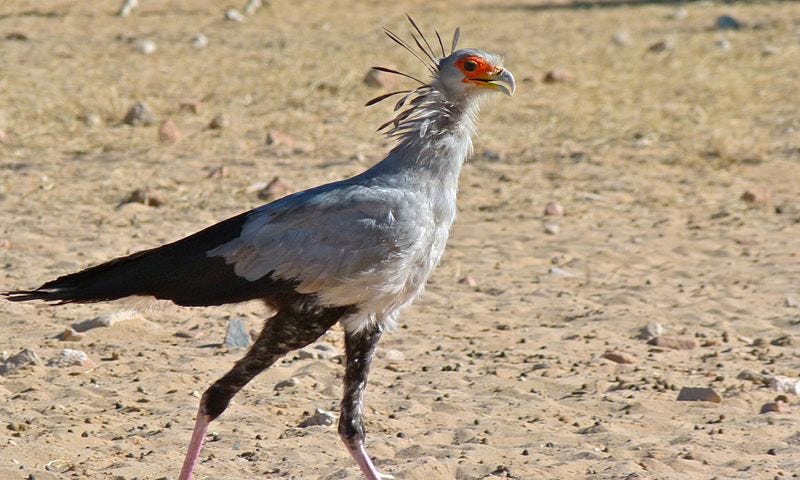 Secretary Bird. A bird of prey in sub-Saharan Africa… | by John Welford ...