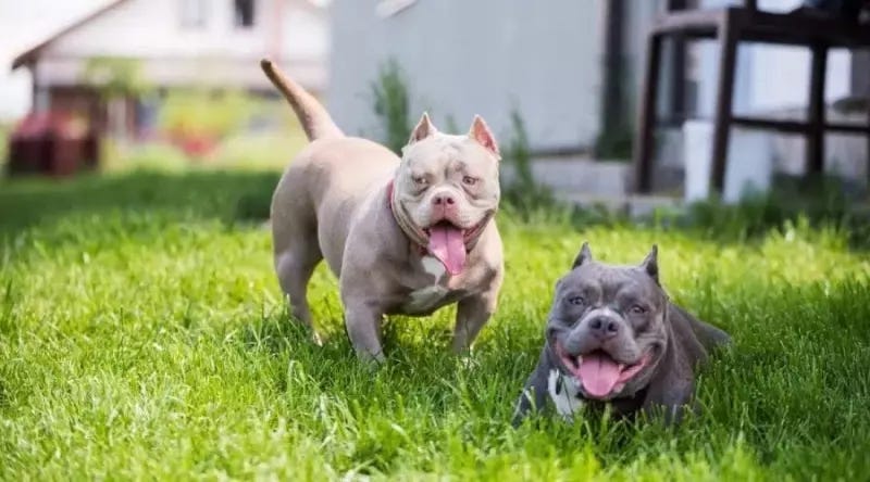 The American Bully: Your Ultimate Guide to Care, Origins, and More | by ...